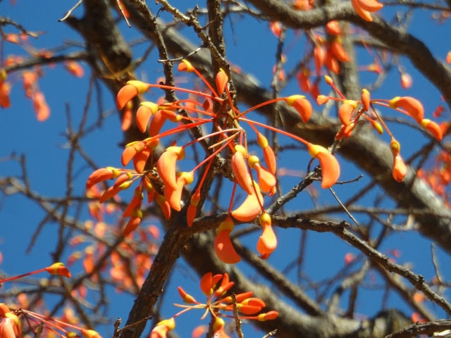 Mulungu Bark Powder (Erythrina mulungu) | The Tropical Link