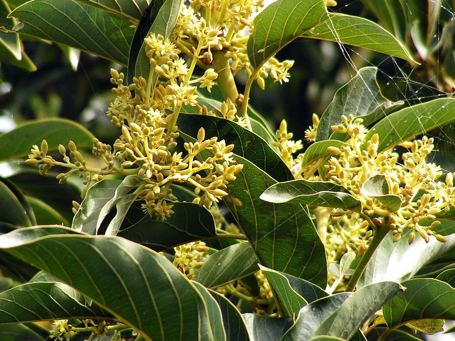 Muira Puama Powder (Ptychopetalum olacoides) – The Tropical Link